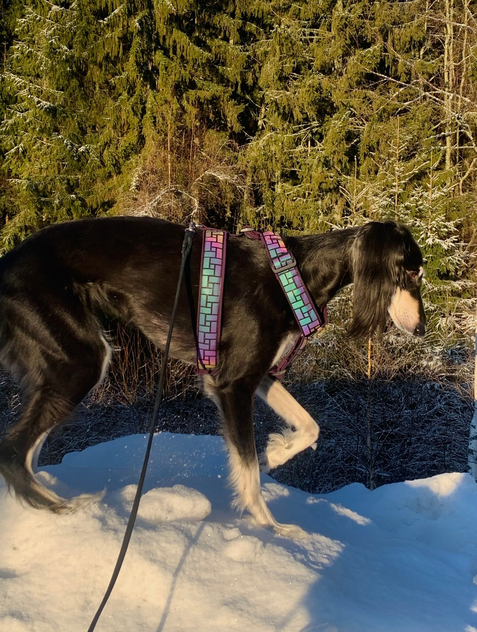 STEPS- HEIJASTAVAT VALJAAT PEHMUSTEELLA – Walona Dogs