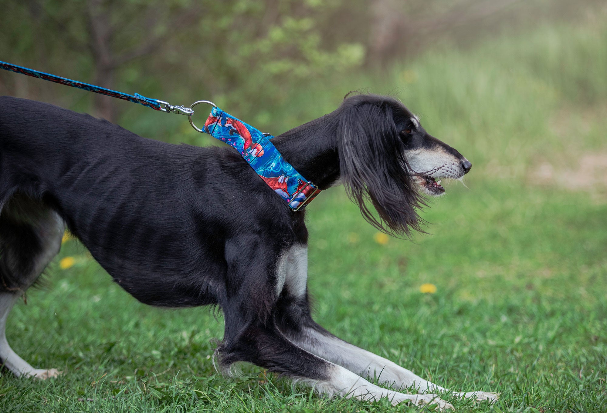BOUNCY LIKE A FOX – Walona Dogs